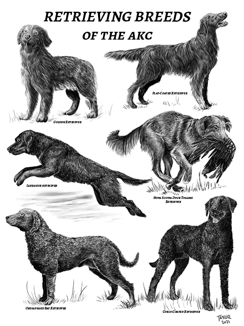 Featured Work | Auburn University Adobe Creative Cloud