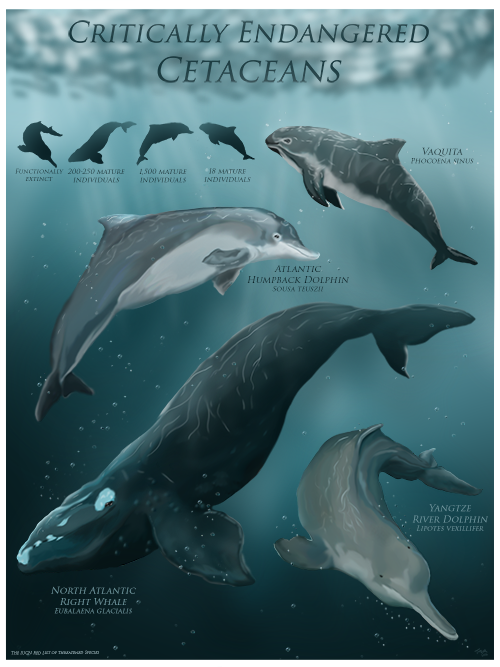 Featured Work | Auburn University Adobe Creative Cloud